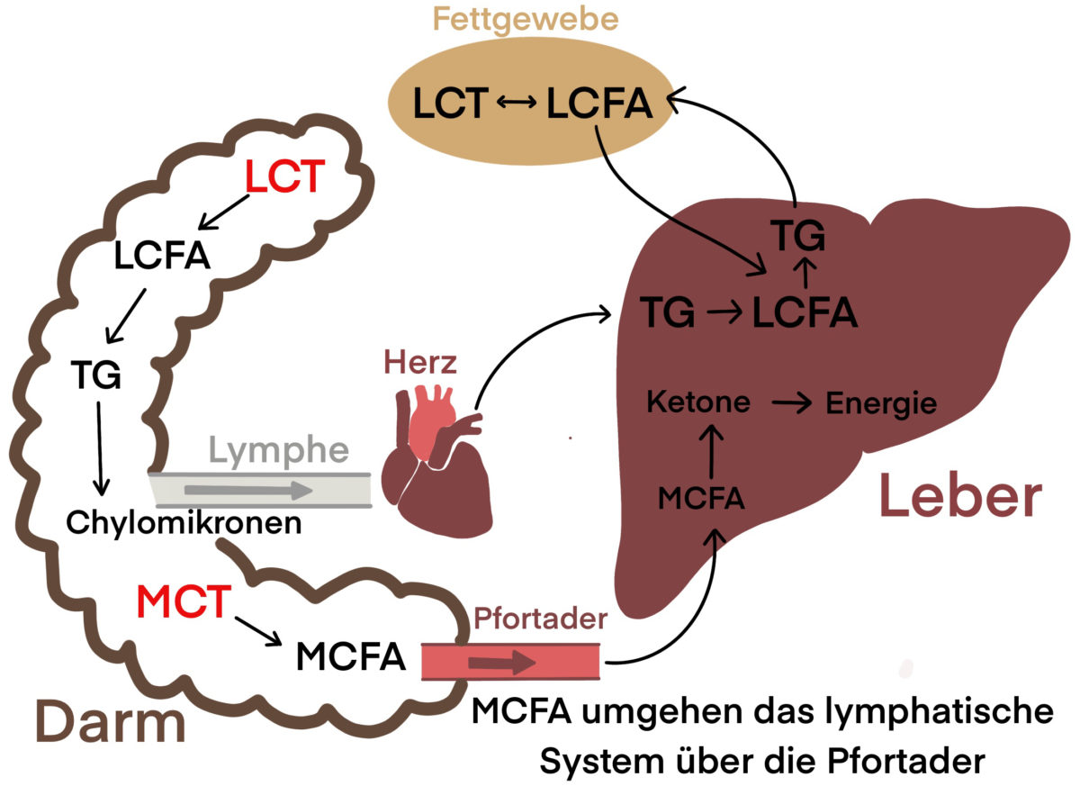 MCT-Öl und Kokosöl – Kompetenz statt Demenz
